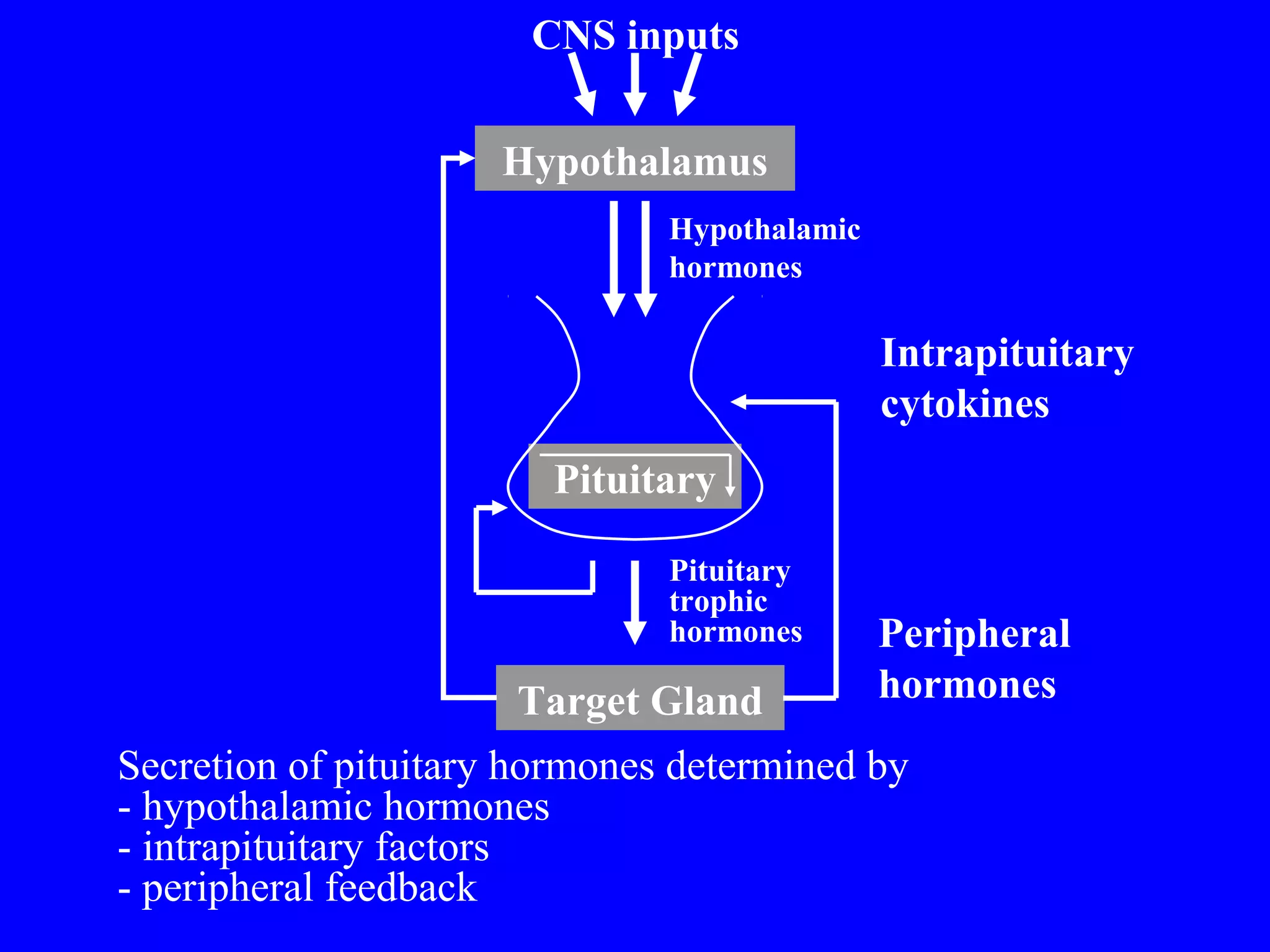 Pituitary Adrenal Thyroid Axis | PPT