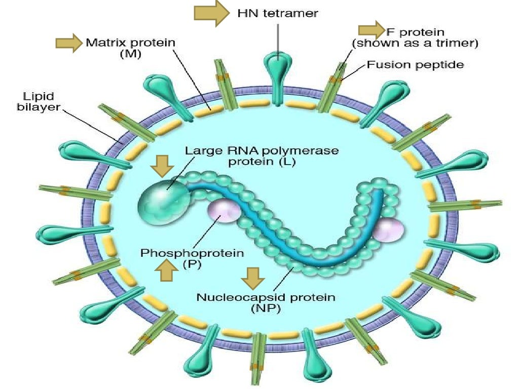 Paramyxoviruses