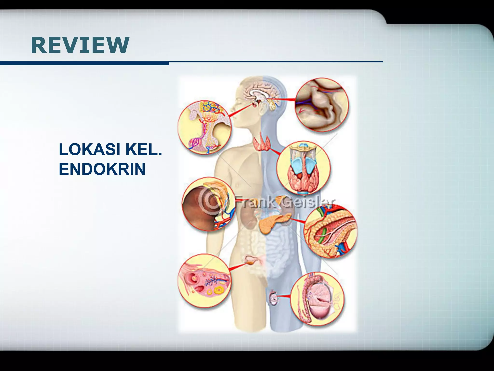 Pmx fisik endokrin | PPT