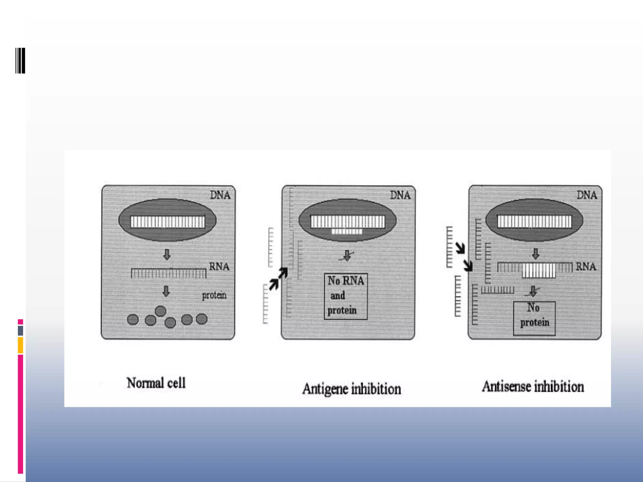 Pna fish by dr prabhash | PPTX