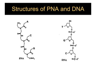 PEPTIDE NUCLEIC ACID | PPT
