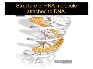 PEPTIDE NUCLEIC ACID | PPT
