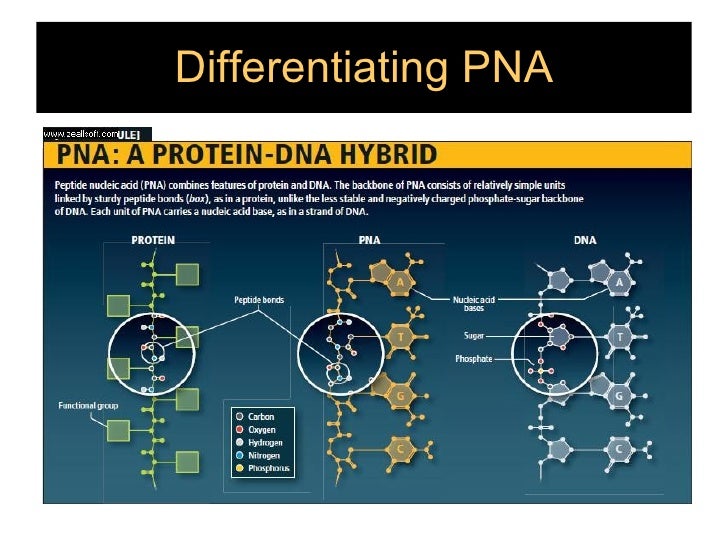 PEPTIDE NUCLEIC ACID