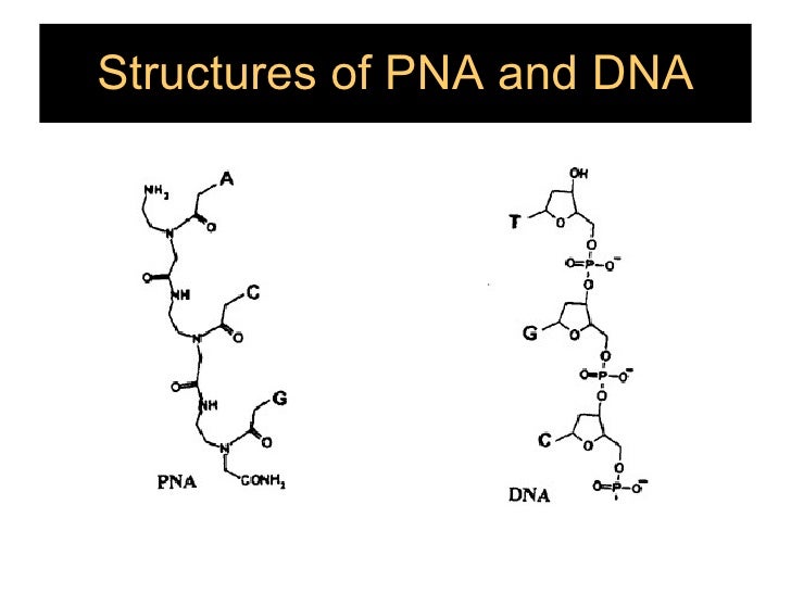 PEPTIDE NUCLEIC ACID