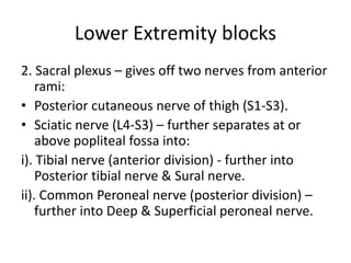 PNB of lower limb & paravertebral block | PPTX