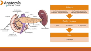 Páncreas. anatomía, función, ecografía y pancreatitis. | PPTX