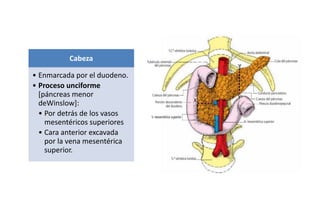 Anatomía del Páncreas | PDF