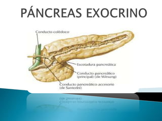 Páncreas Exocrino- Histología | PPTX