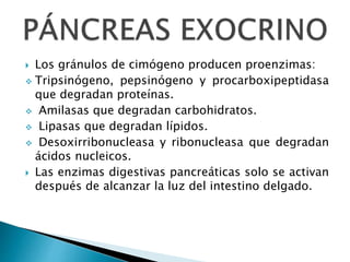 Páncreas Exocrino- Histología | PPTX