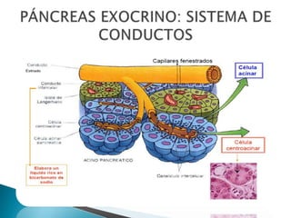 Páncreas Exocrino- Histología | PPTX