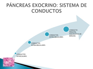 Páncreas Exocrino- Histología | PPTX