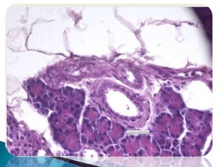 Páncreas Exocrino- Histología | PPTX