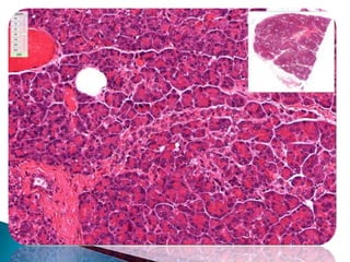 Páncreas Exocrino- Histología | PPTX
