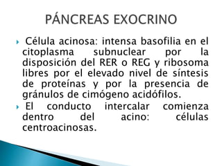 Páncreas Exocrino- Histología | PPTX