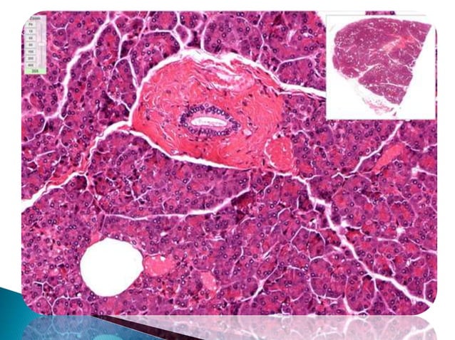 Páncreas Exocrino- Histología | PPTX