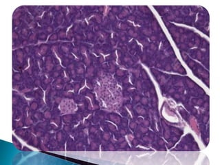 Páncreas Exocrino- Histología | PPTX