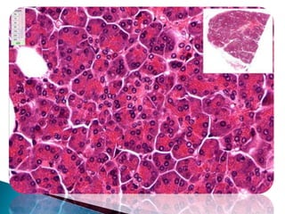Páncreas Exocrino- Histología | PPTX