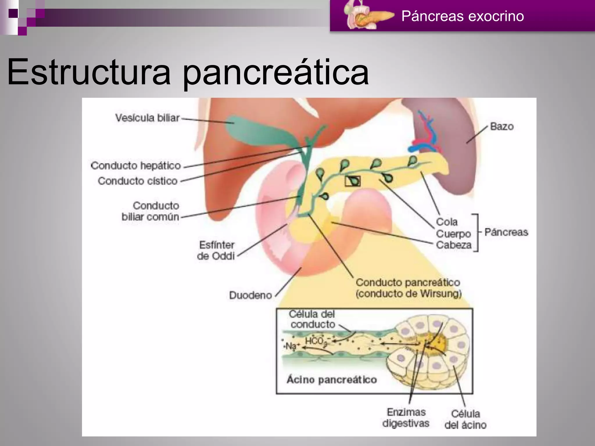 Páncreas Exocrino Pptx