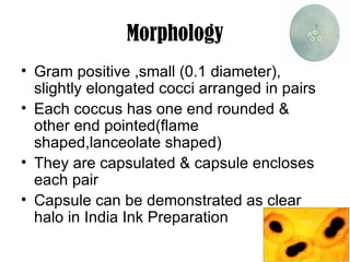 Pneumococci | PPT