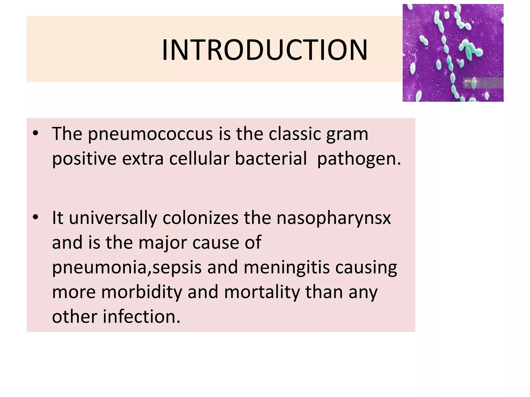 Pneumococci | PPTX | Lung and Respiratory Health | Diseases and Conditions