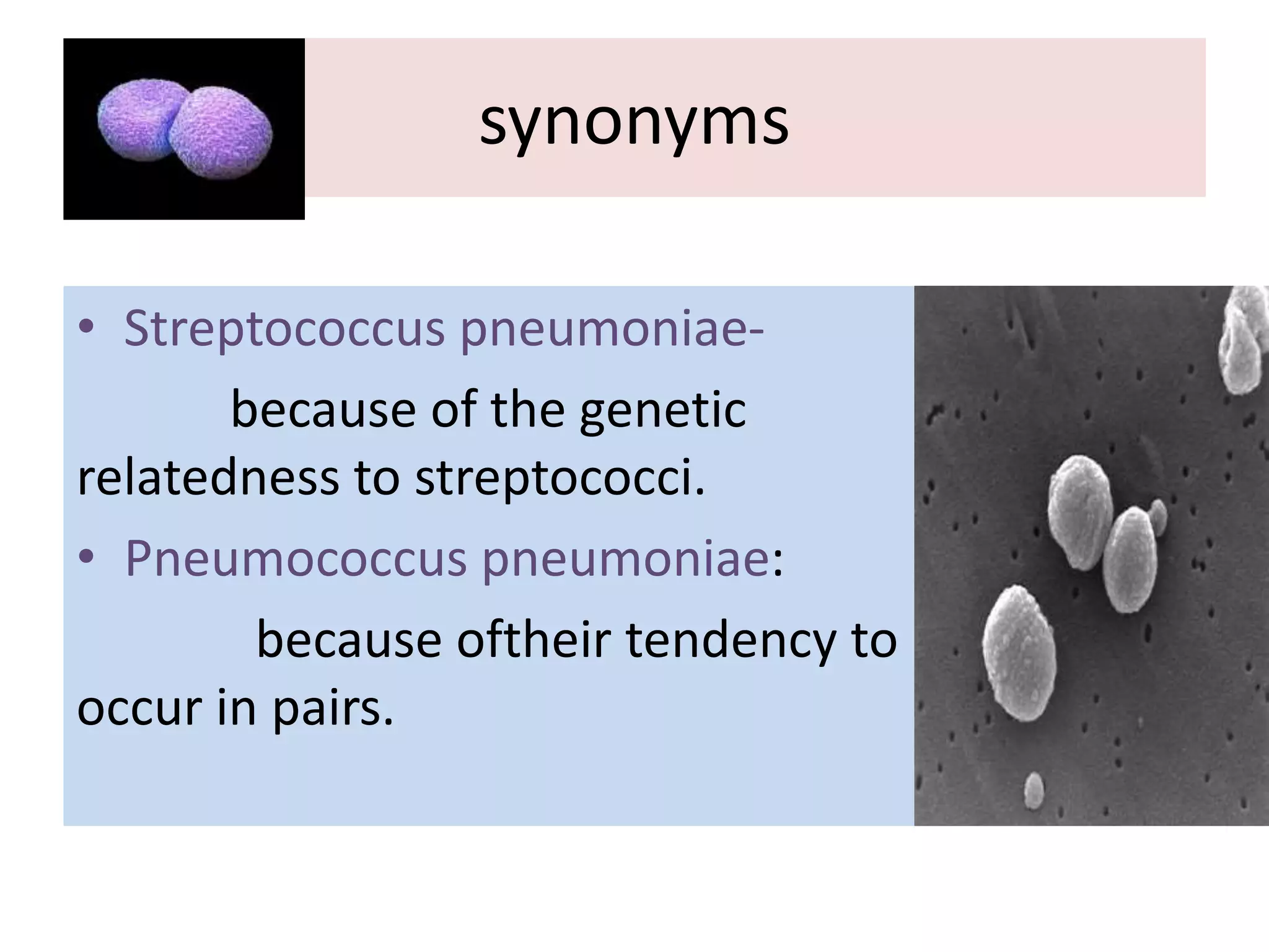 Pneumococci | PPTX