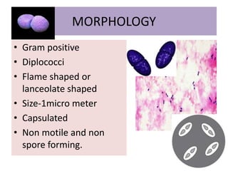 Pneumococci | PPTX