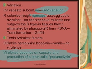 Pneumococcus | PPT