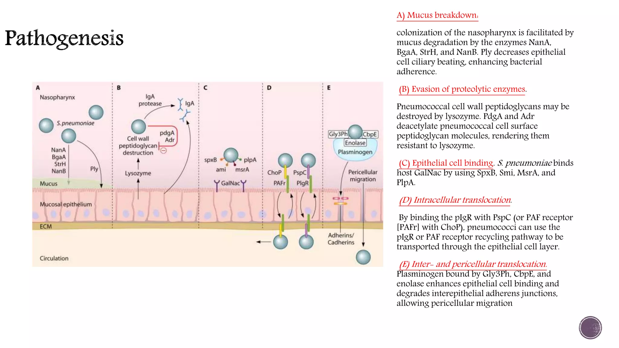 Pneumococcus | PPTX