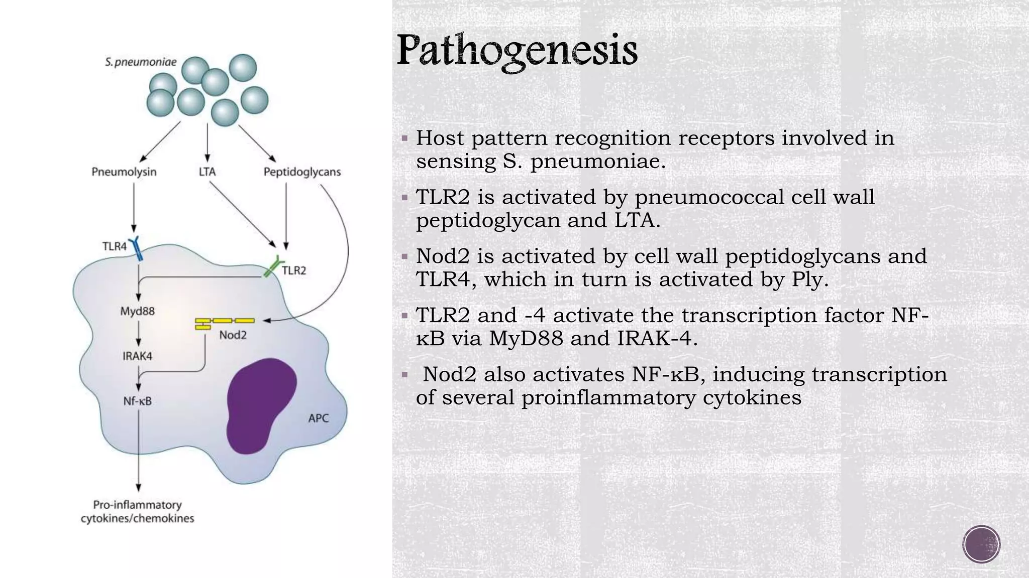 Pneumococcus | PPTX