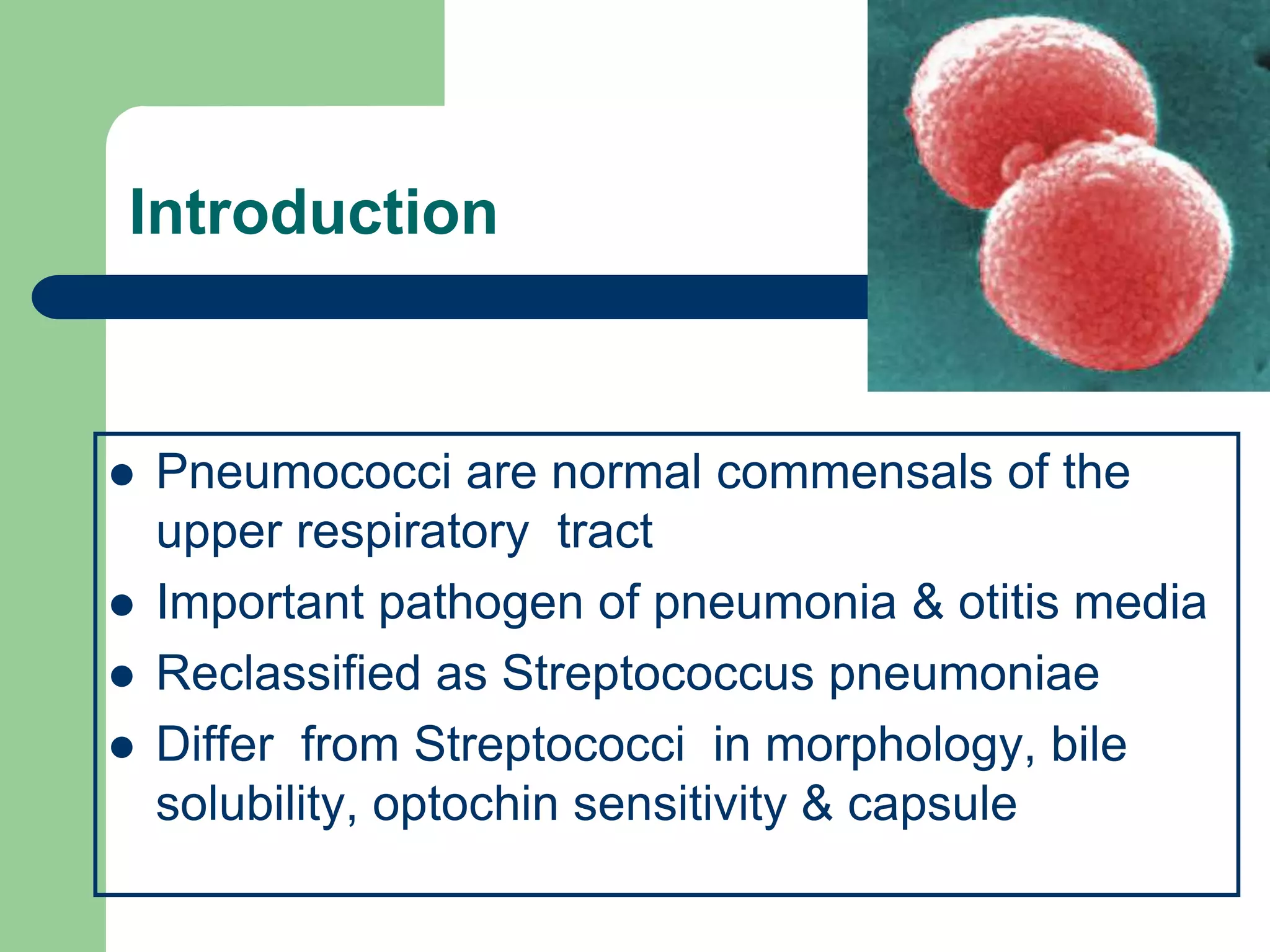 Pneumococcus | PPT