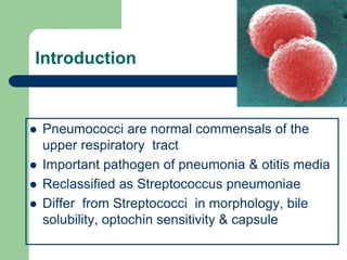 Pneumococcus.ppt