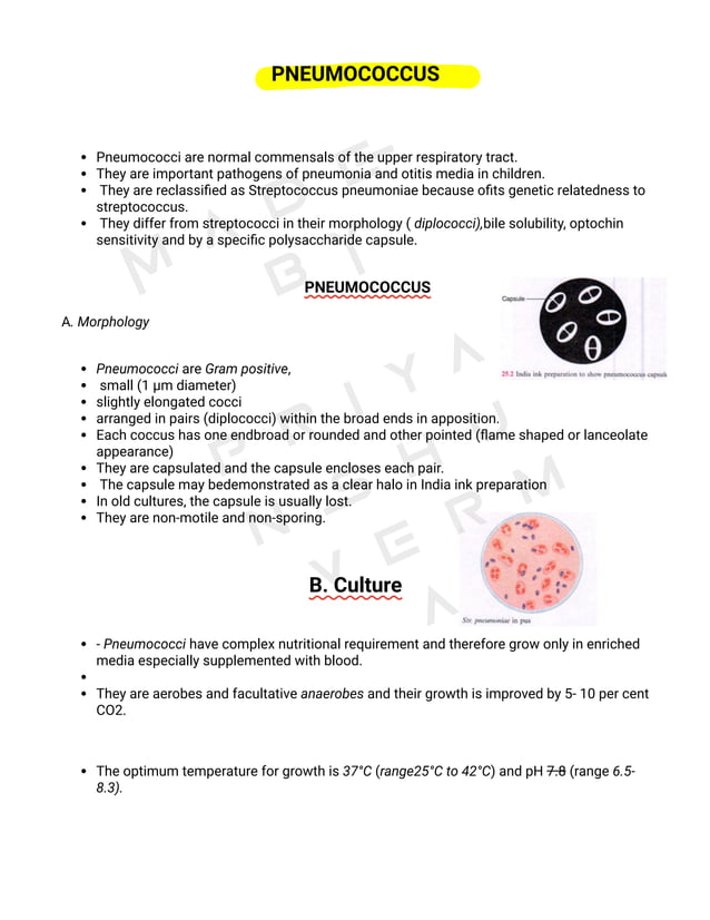 Pneumococcus (microbiology) | PDF | Lung and Respiratory Health ...