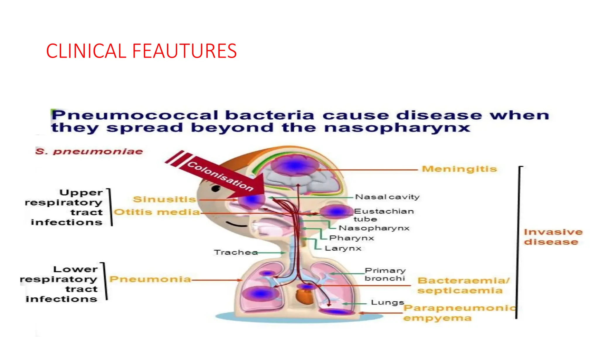 PNEUMOCOCCUS, INFLUENZA, TYPHOIDvaccines.pptx