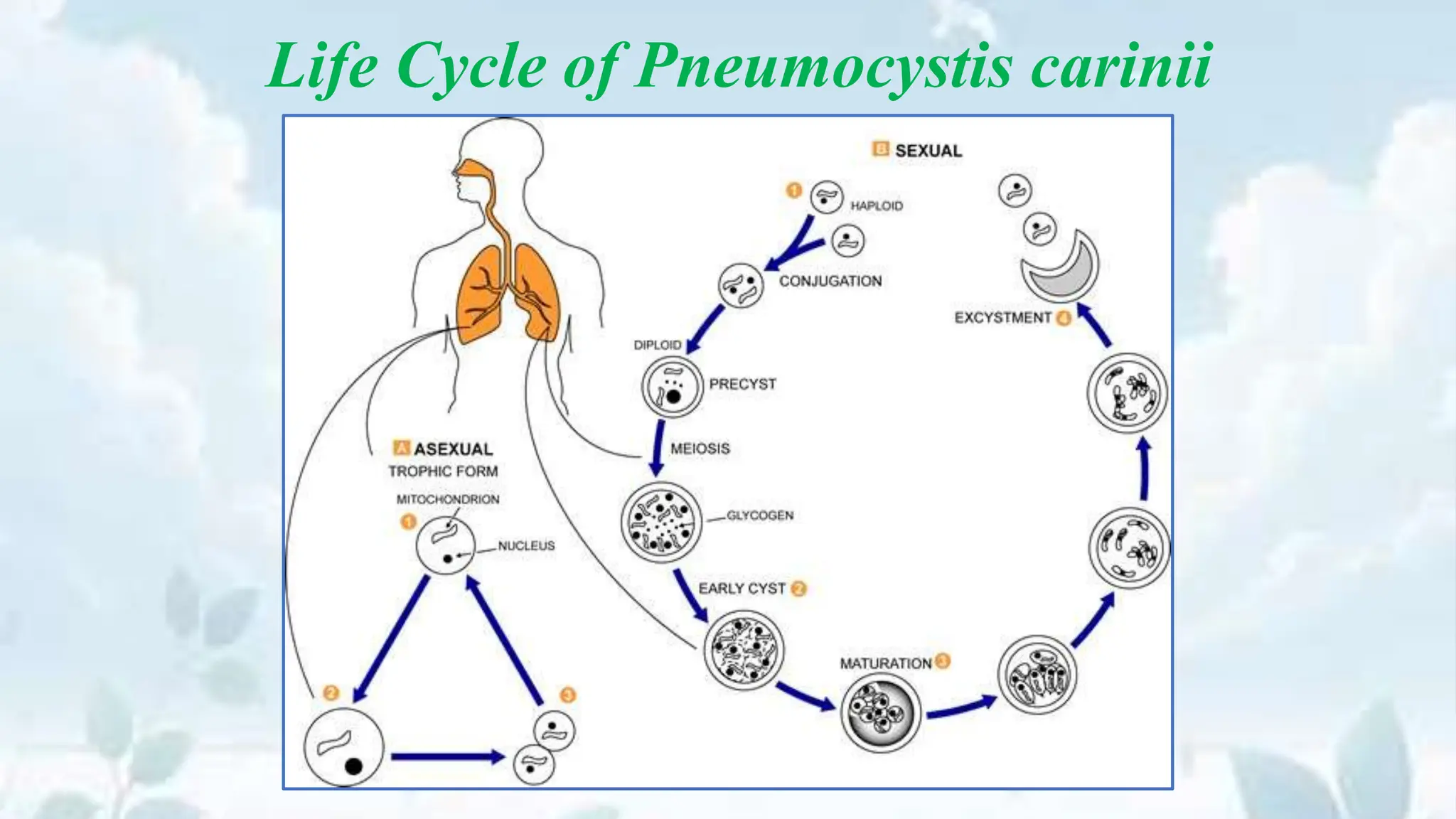 Parasites - Pneumocystis carinii, Taenia Echinococcus, Hymenolepis nana ...