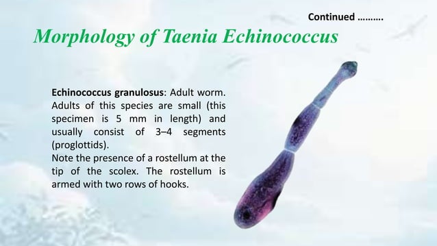 Parasites - Pneumocystis carinii, Taenia Echinococcus, Hymenolepis nana ...