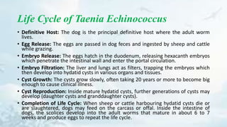 Parasites - Pneumocystis carinii, Taenia Echinococcus, Hymenolepis nana ...