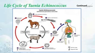 Parasites - Pneumocystis carinii, Taenia Echinococcus, Hymenolepis nana ...