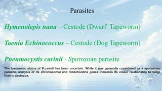 Parasites - Pneumocystis carinii, Taenia Echinococcus, Hymenolepis nana ...