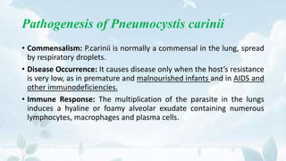 Parasites - Pneumocystis carinii, Taenia Echinococcus, Hymenolepis nana ...