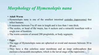 Parasites - Pneumocystis carinii, Taenia Echinococcus, Hymenolepis nana ...