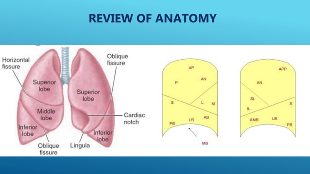 Pneumonectomy | PPTX | Lung and Respiratory Health | Diseases and ...