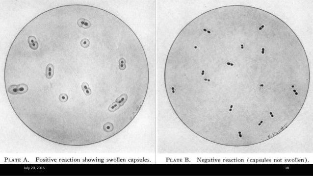 Streptococcus Pneumoniae Colony Morphology