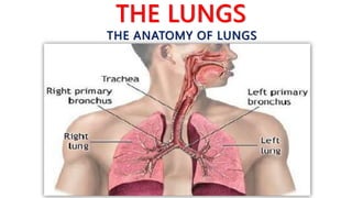 PNEUMONIA. . Anatomy. pulmonolgy mbbs | PPTX