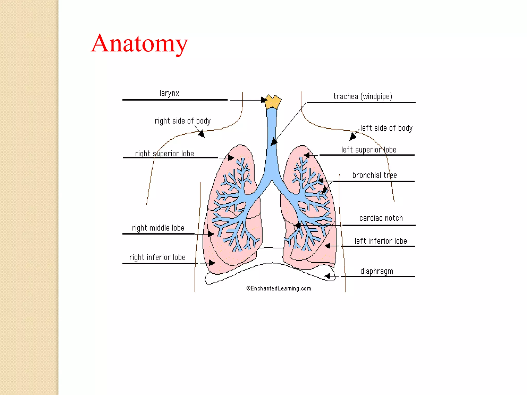 Pneumonia and asthma | PPTX