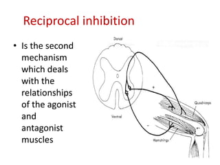 Proprioceptive neuromuscular facilitation | PPTX