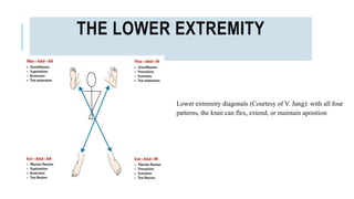 Proprioceptive neuromuscular facilitation (PNF) | PPTX