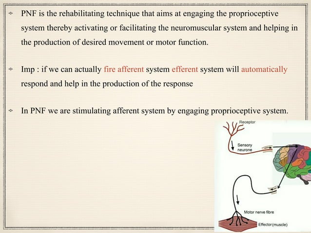 Proprioceptive Neuromuscular Facilitation (PNF) | PDF