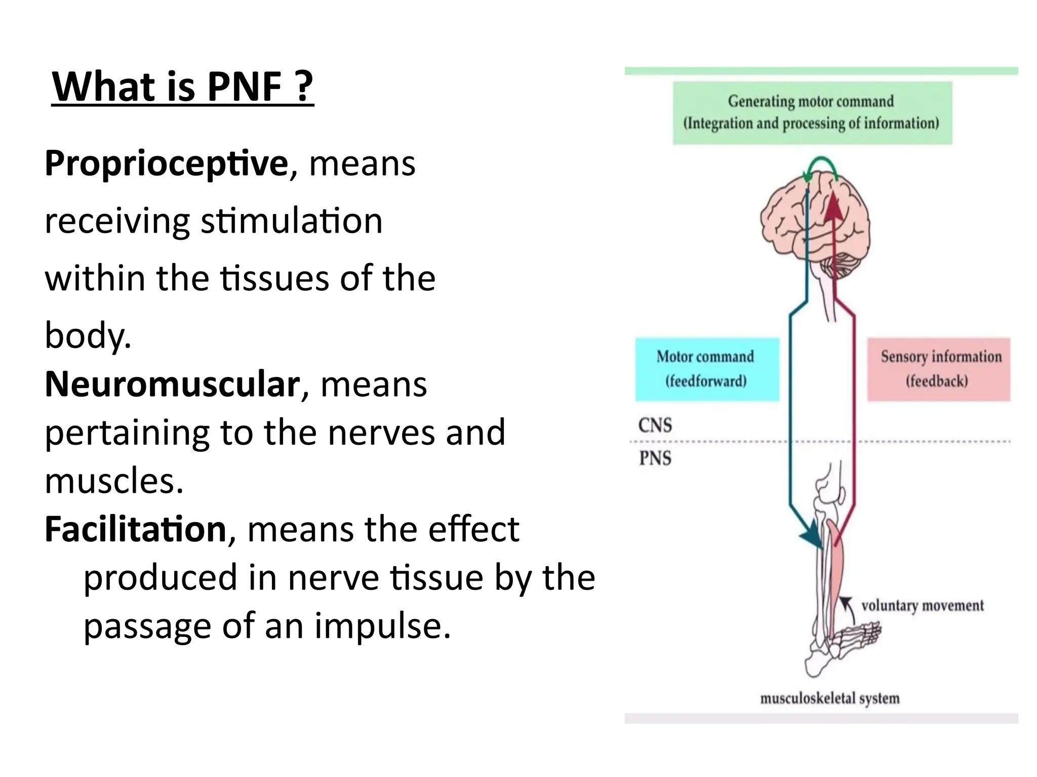 PNF techniques and procedures (presentation) .pptx