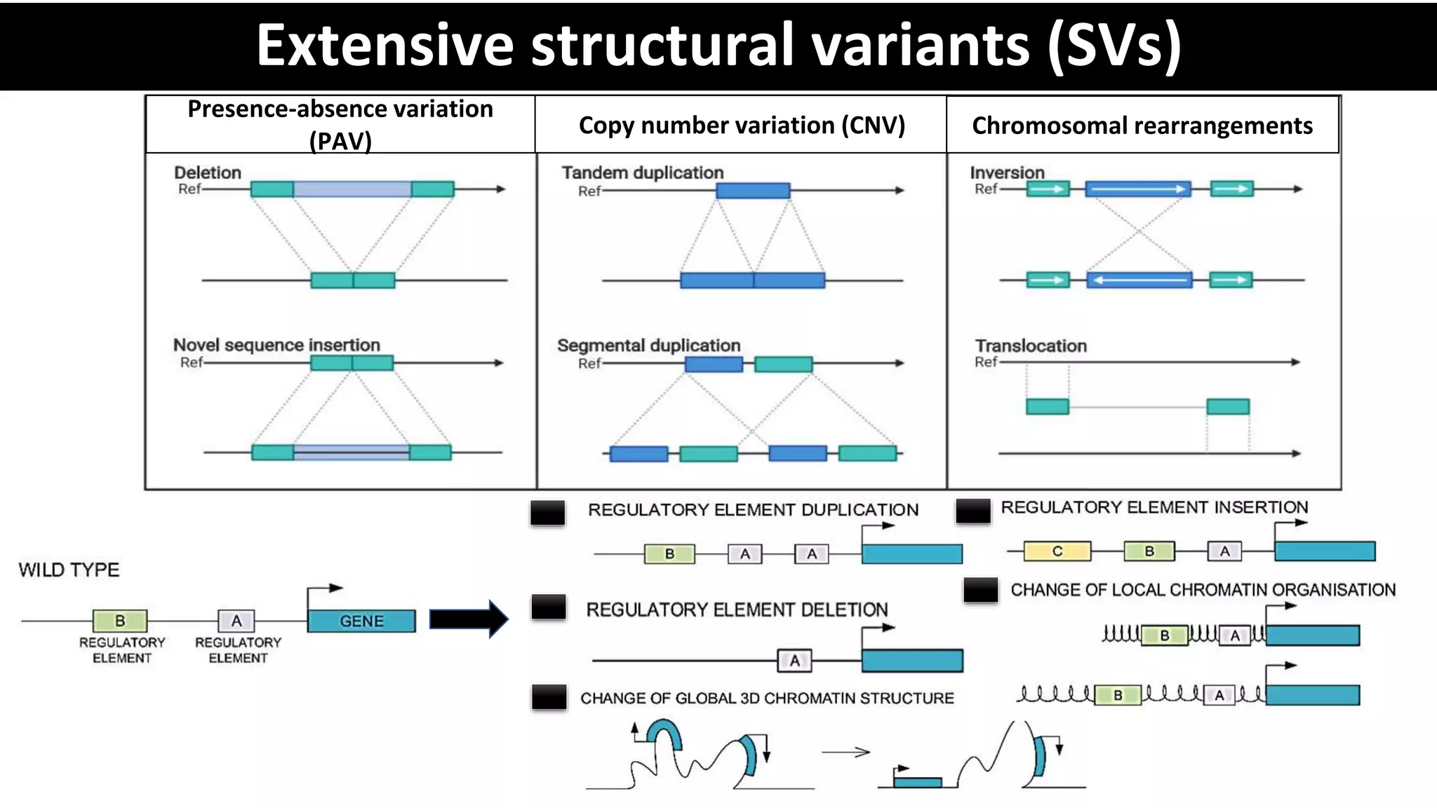 Genome to pangenome : A doorway into crops genome exploration | PPTX