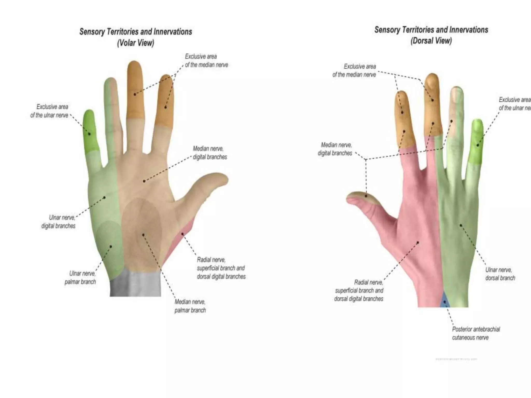 Peripheral nerve injuries | PPTX